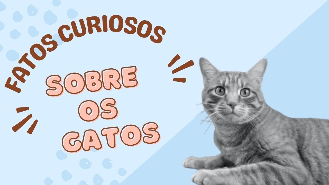 Fatos Curiosos sobre os Gatos - YouTube
