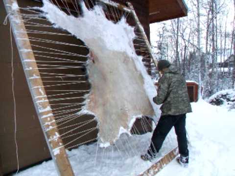 Moose Hide Scraping - YouTube