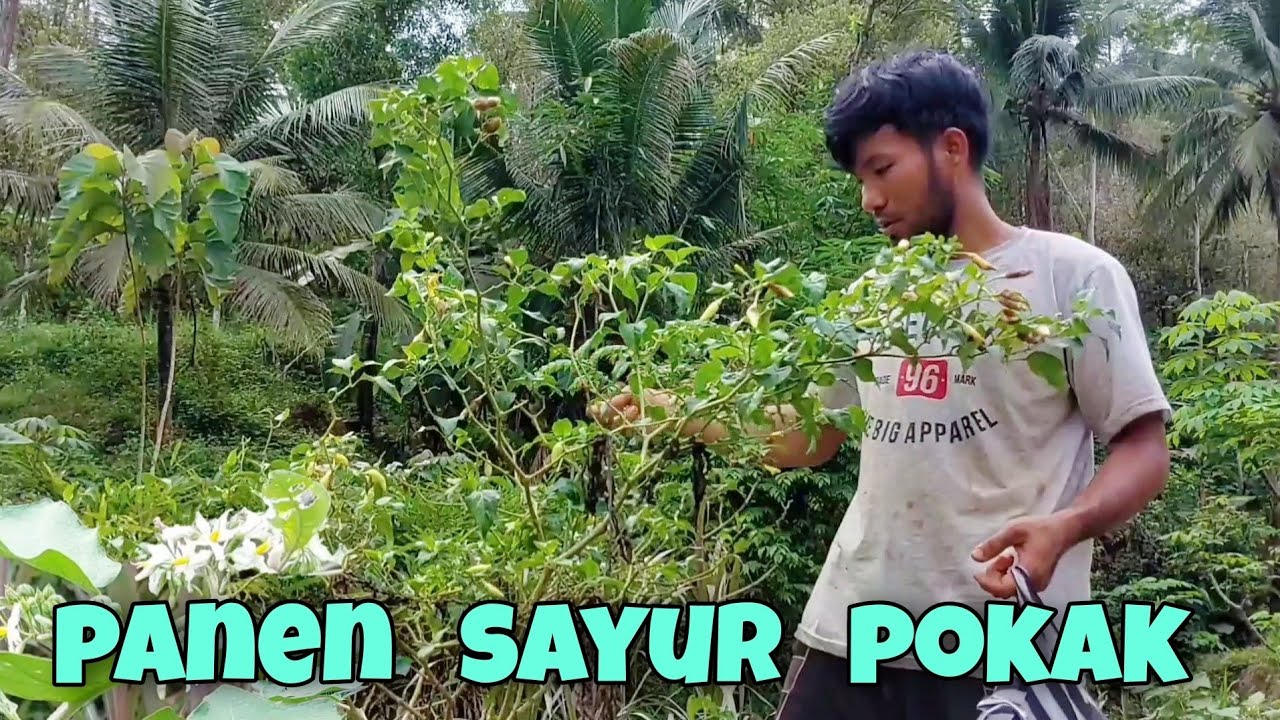 Panen Sayur Pokak Dan Cabai di Sawah - YouTube