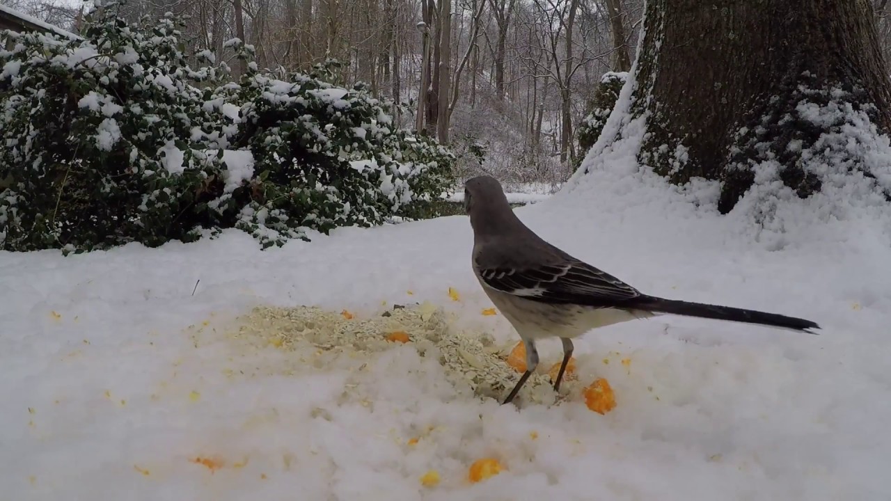 Ohio Birds In Snow Multiple Species Wild Animals - YouTube