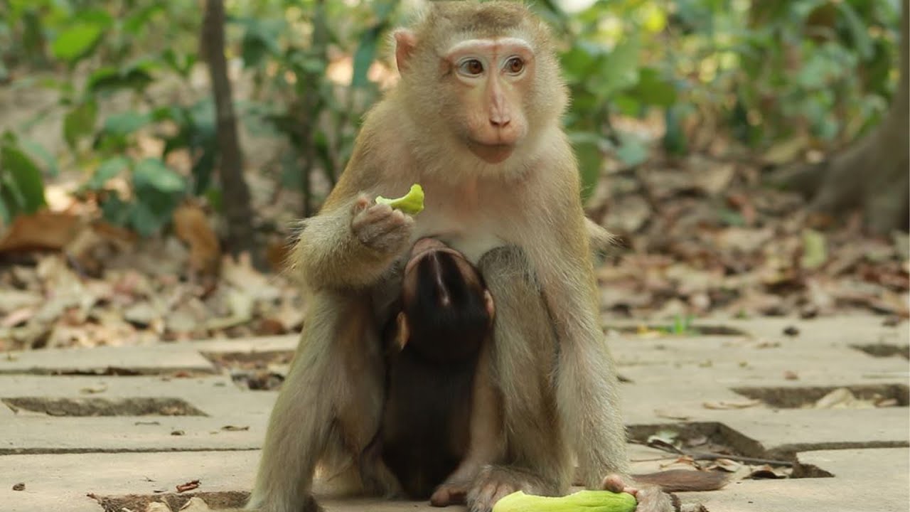 Katrina like To eat fresh Cucumber fruits with Her Little there-on ...