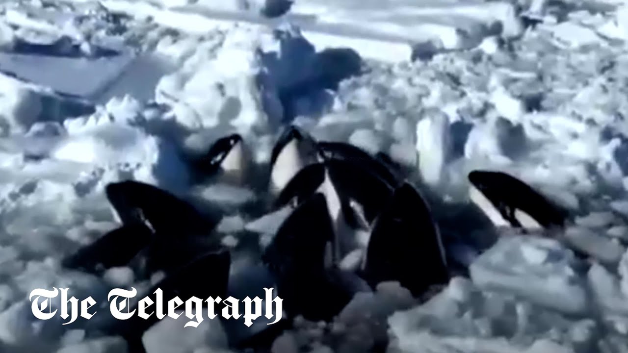 Pod of killer whales trapped in drift ice off the coast of Japan - YouTube