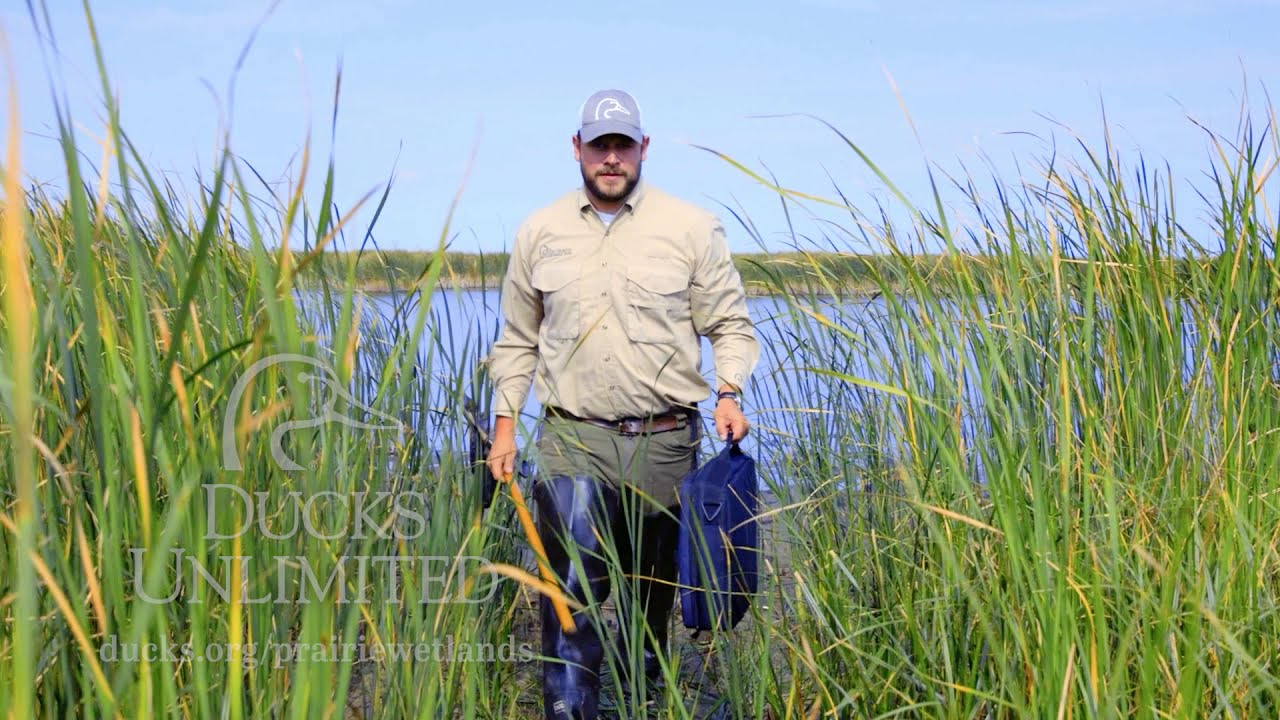 Wetlands Help Prevent Flooding - YouTube