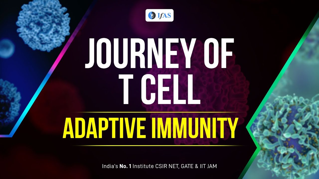 Adaptive Immunity: Journey of T cell | IFAS - YouTube