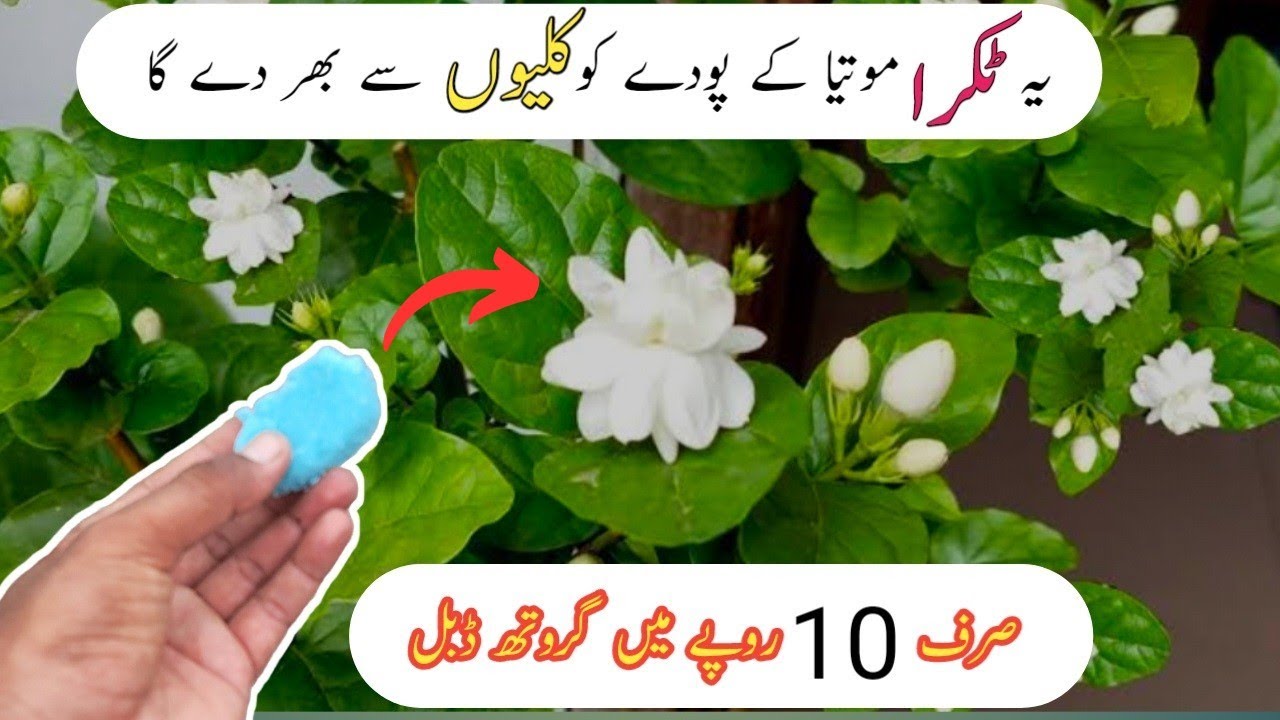 Motiya k pode se ziyada phool kese hasil kren | How to get meximu ...