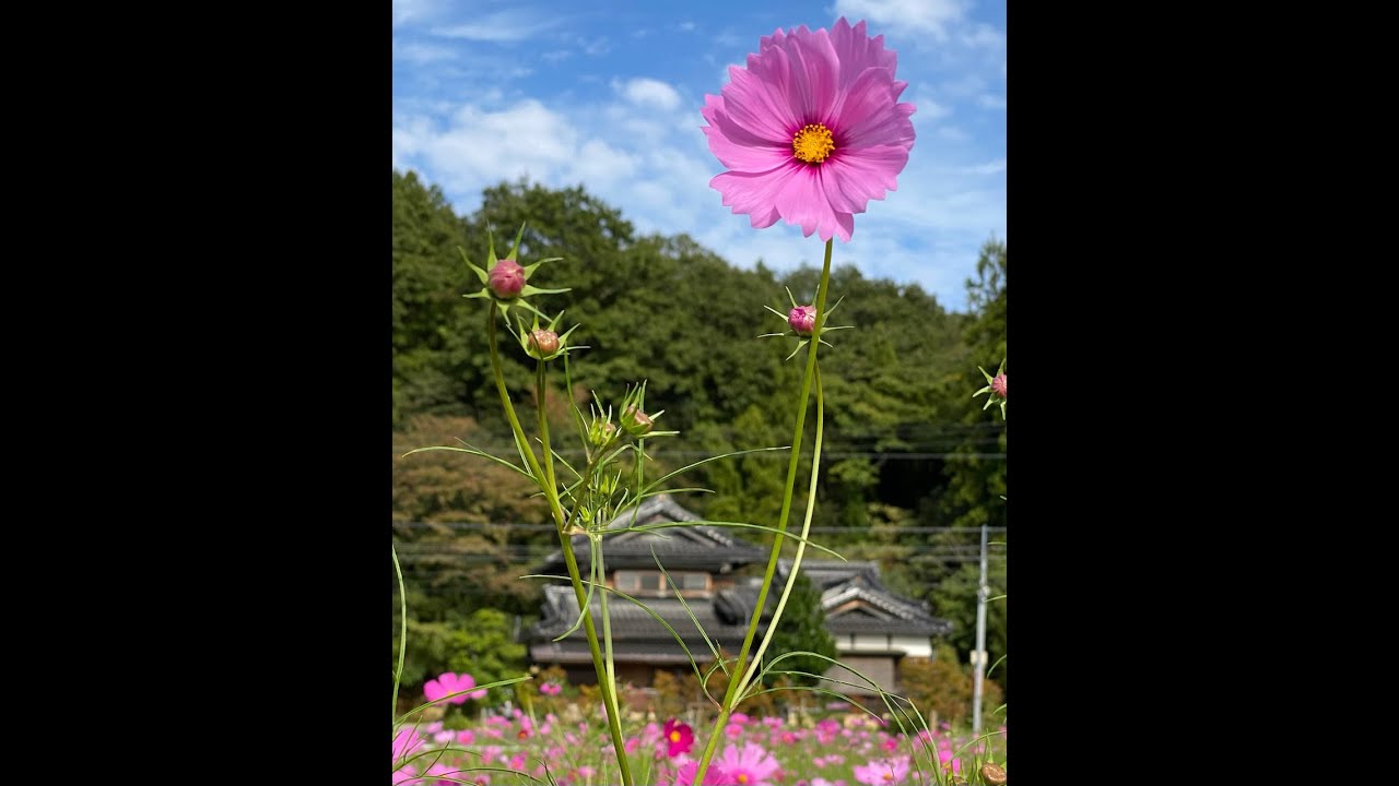 Cosmos the Sakura of Autumn 🌸🍁🍂🍃 - YouTube