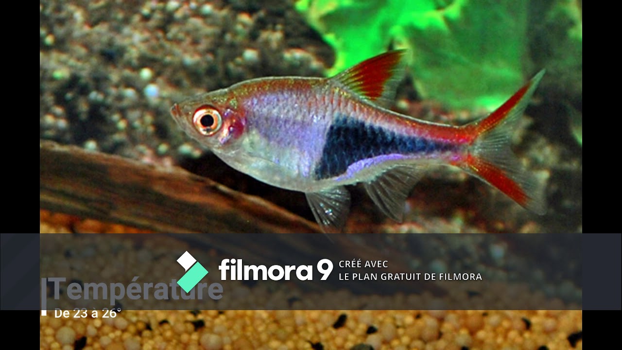 Rasbora arlequin-FishLEaarn - YouTube