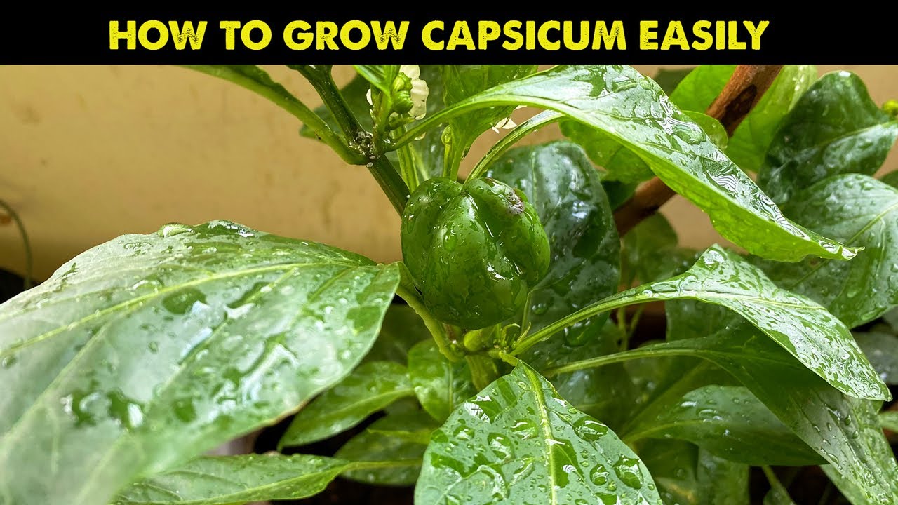 How to Grow Bell Pepper/Capsicum at Home | Fastest & Easiest way to ...