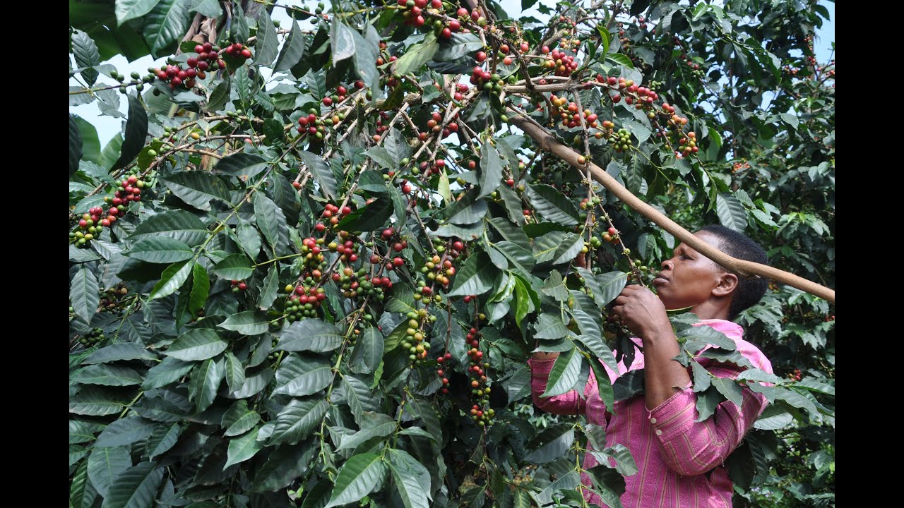 ILO and NOTU in partnership to end child labour in Uganda coffee supply ...