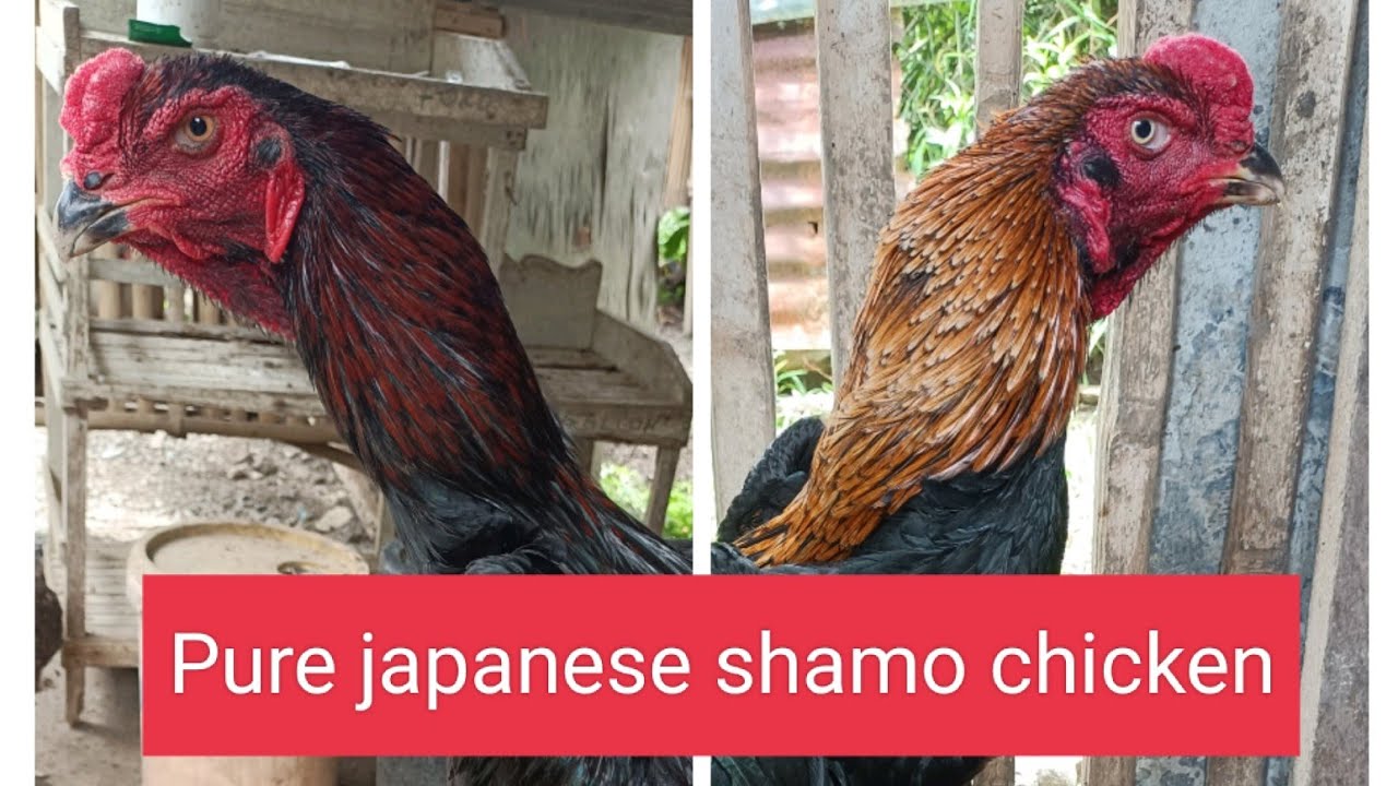 Pure japanese shamo chicken. - YouTube