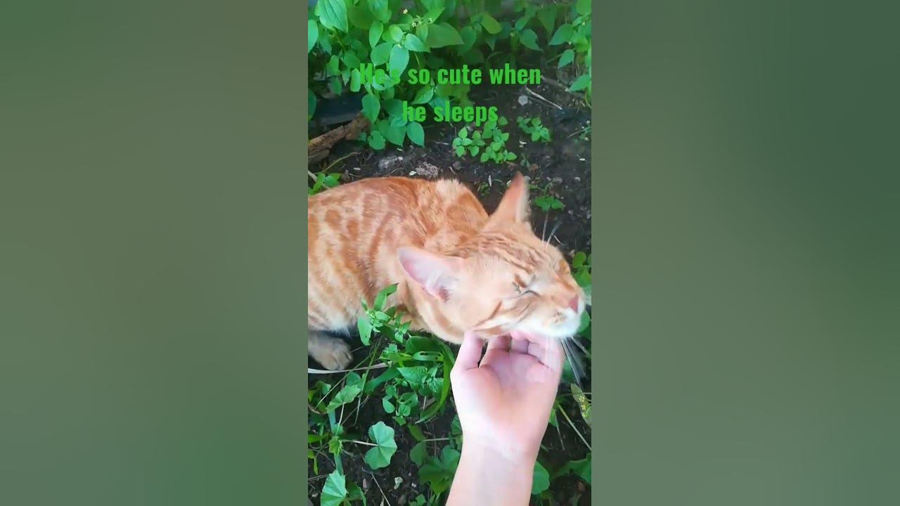 My Baby Growing Up So Fast I Can t Live Without My Baby mycat my-baby-growing-up-so-fast-i-can-t-live-without-my-baby-mycat
