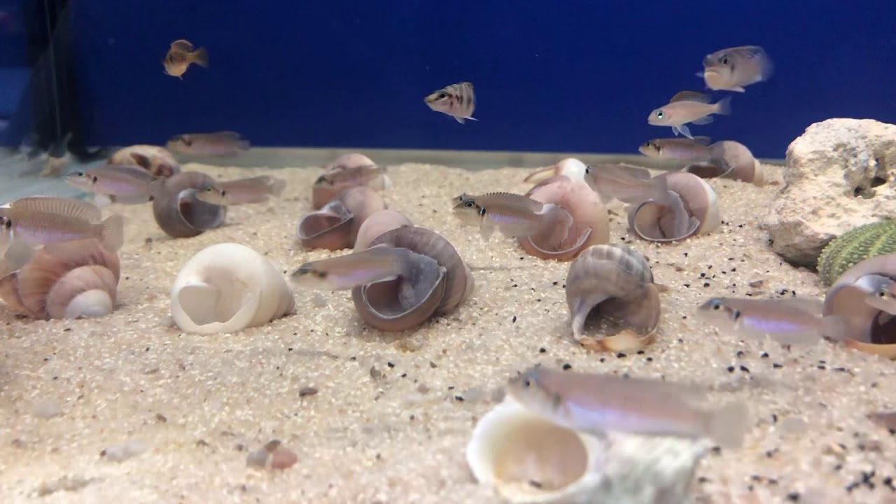Lamprologus Ocellatus Blue time - YouTube