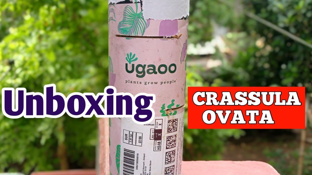 Unboxing :: Ugaoo Crassula Ovata Jade Plant | Amazon Buying Link ...