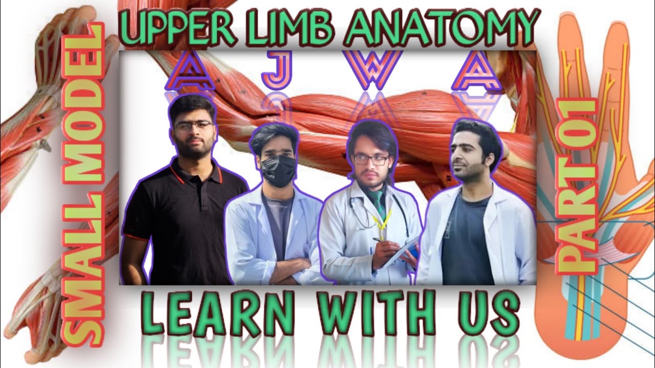 SMALL UPPER LIMB (Part 1) - YouTube