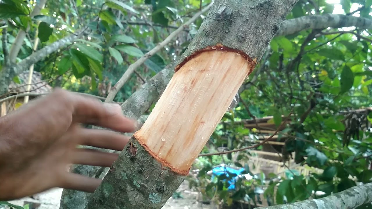 TUTORIAL CANGKOK RAMBUTAN ANTI GAGAL - YouTube