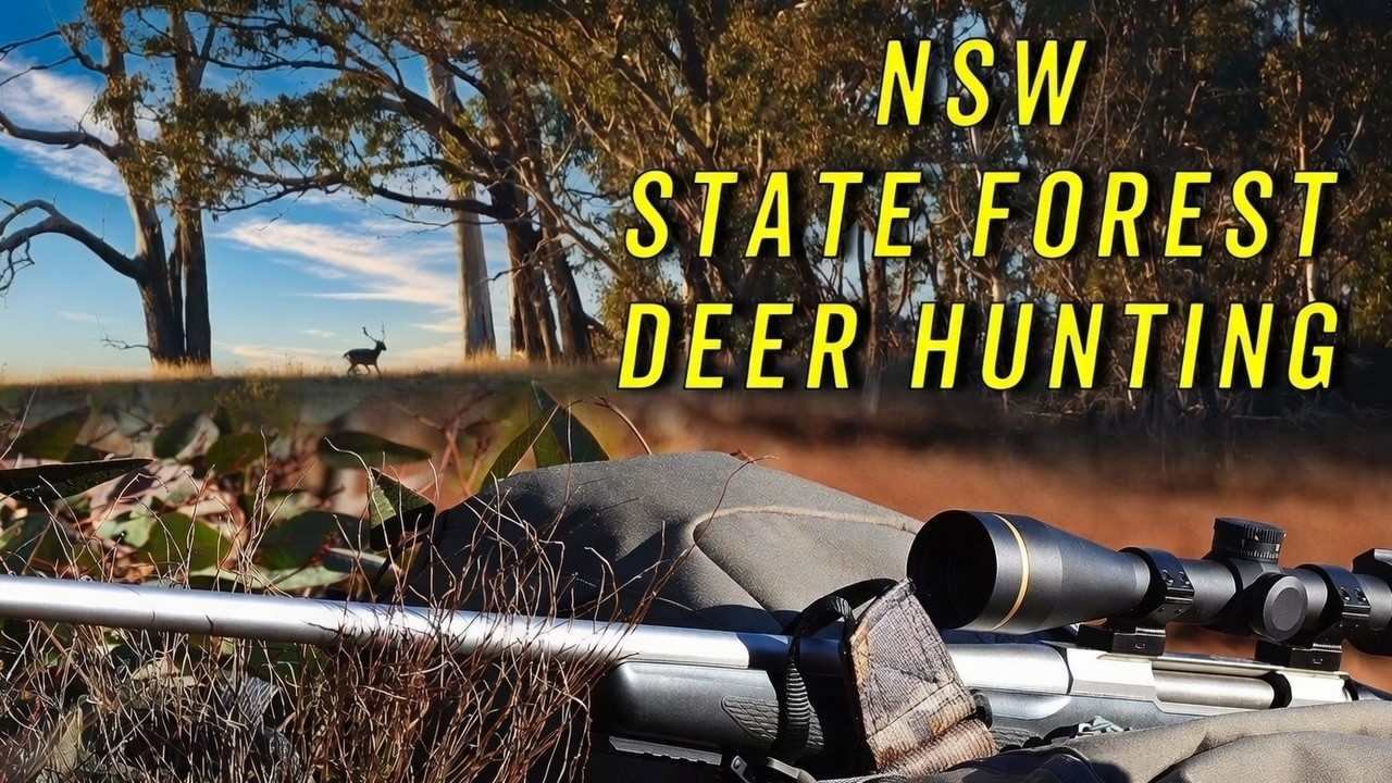 The Epic Deer Hunting Adventures In NSW State Forest || Camp Fire Catch ...