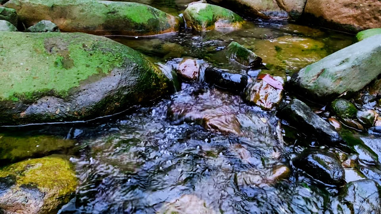 The Forest Stream Flows Gently, Beautiful Stream under the Trees, Sleep ...