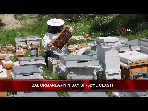 Bal ormanlarının sayısı 752'ye ulaştı