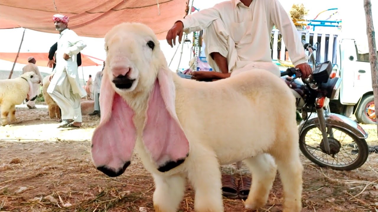 Kajla Chatra Bakra Mandi, Goat Farming - YouTube