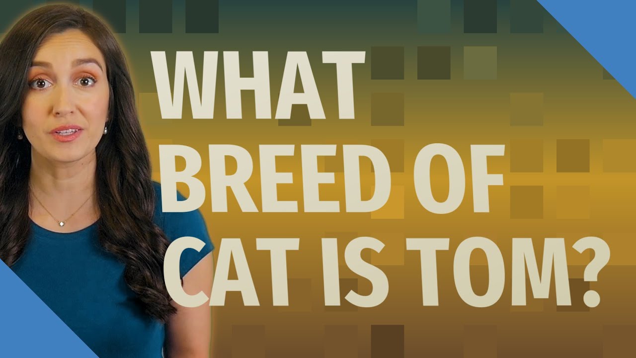 What breed of cat is Tom? - YouTube