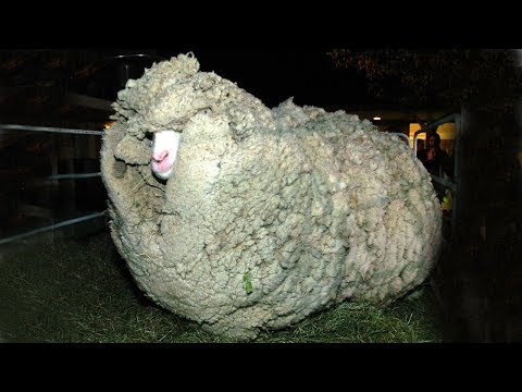 Bu Qoyun Fermadan Qaçdı, 6 İl Sonra Tapıdığında İsə...