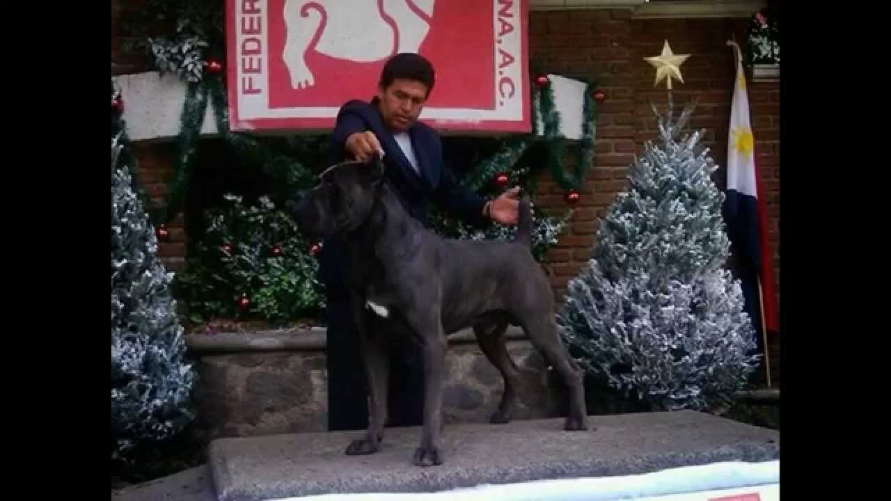 CH. RON "CANE CORSO KENNEL IMPERIO MEXICO" - YouTube