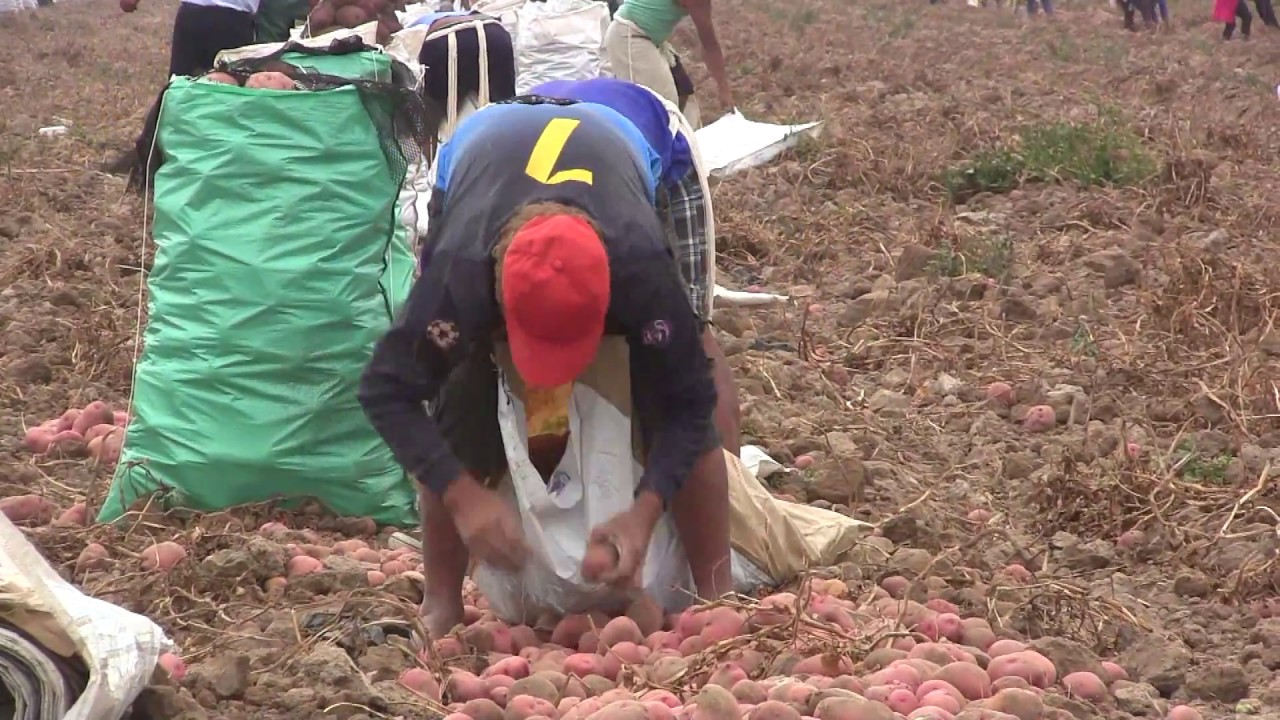 Cosechando PAPA buena CANTIDAD 🌱🌱🌱 en NAZCA - YouTube