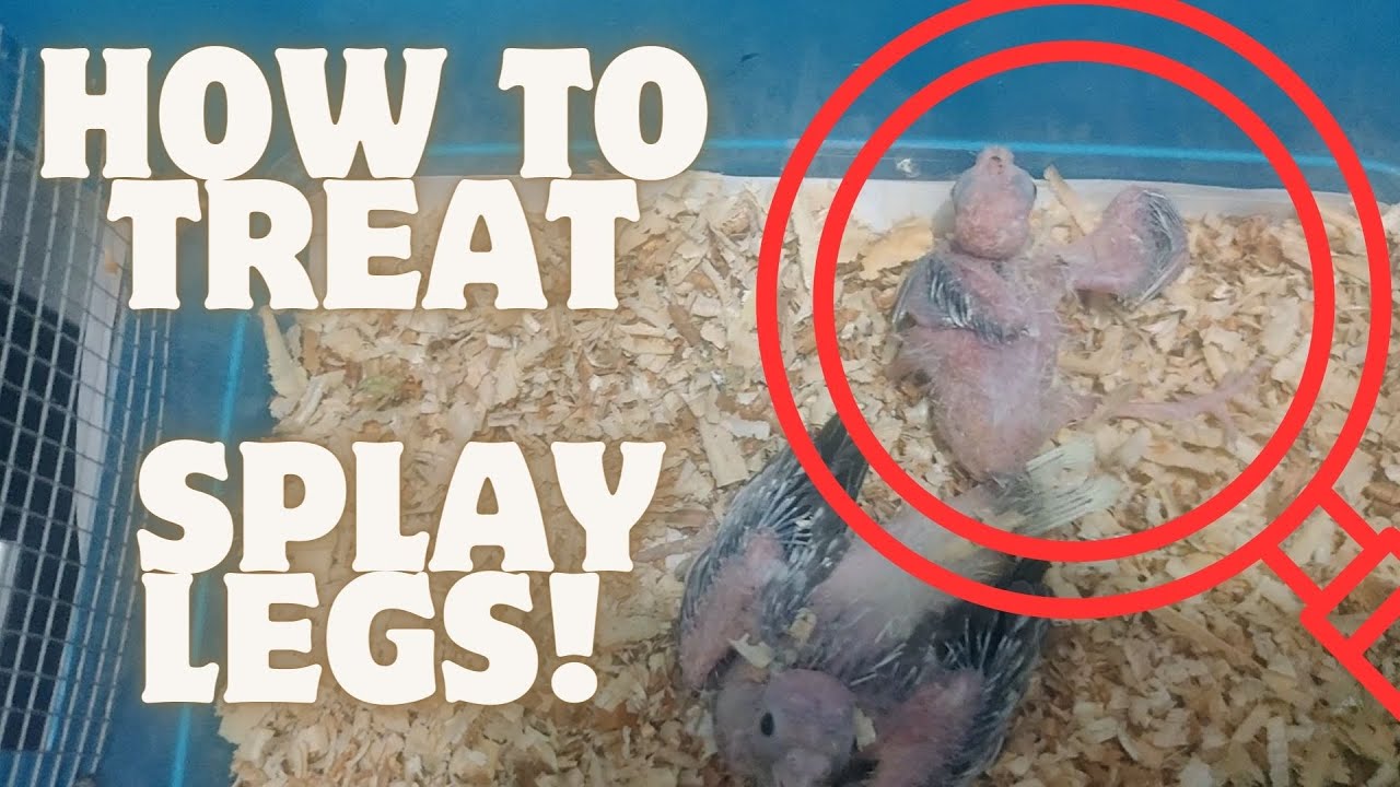 HOW TO TREAT SPLAY LEGS - YouTube