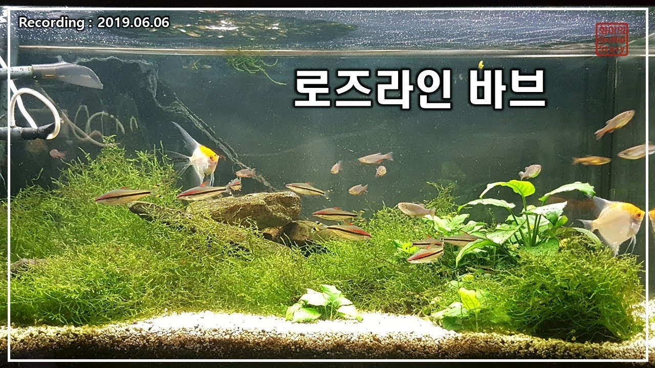 [Aquarium] 수초어항 추천 어종 「로즈라인 바브」 Roseline Barb - YouTube