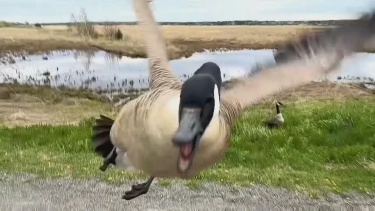 Never Turn Your Back On A Goose - YouTube