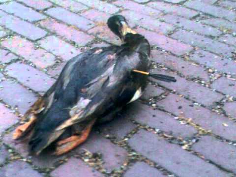 dieren mishandeling waarom?? - YouTube