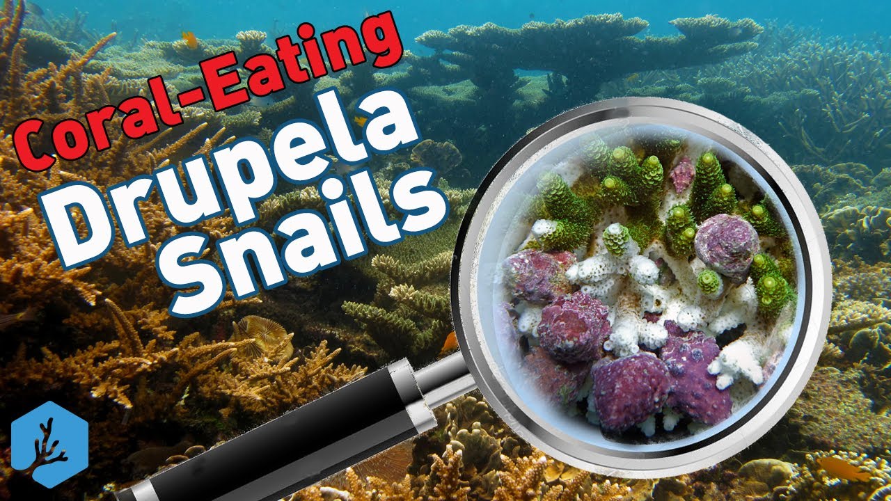 Drupella Snails: What they are and why we care - YouTube
