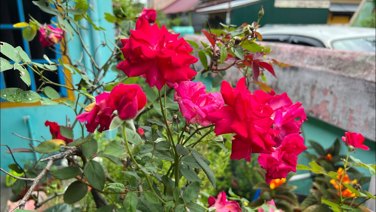 18. Kebun di Pekarangan Rumah | Cabe, Bawang Daun, Bunga Mawar # ...