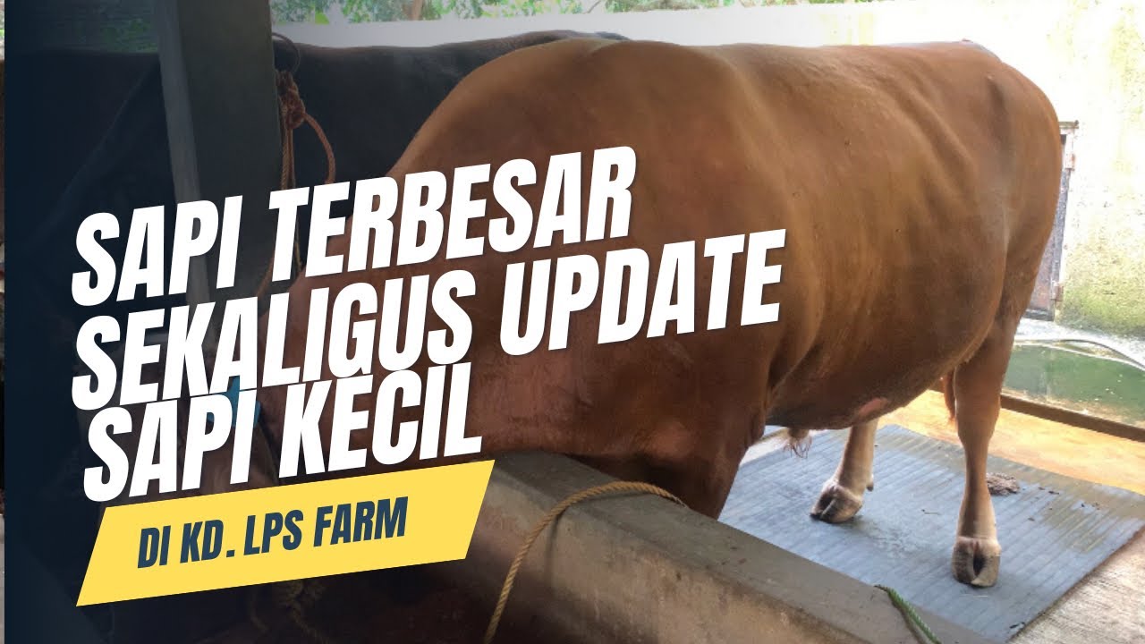 Sapi terbesar sekaligus update sapi kecil yang sudah besar di kandang ...