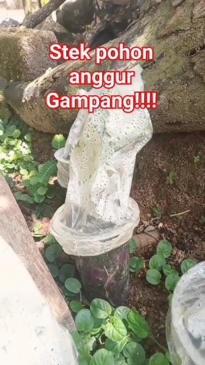 stek pohon anggur gampang sekali #tanaman #anggur #rustok - YouTube