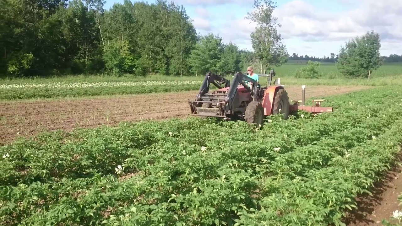 Scuffling Potatoes 2018 - YouTube