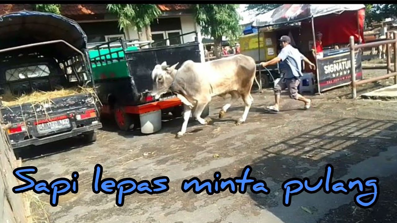 sapi lepas minta pulang - YouTube