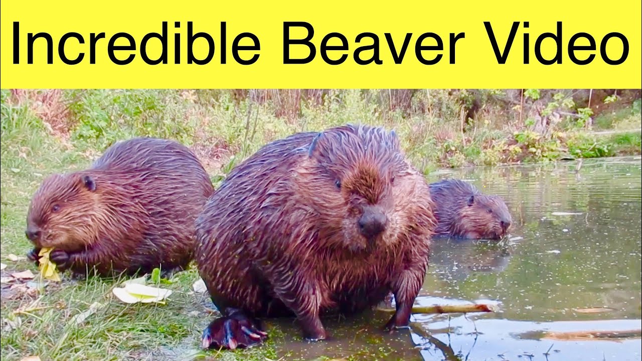 INCREDIBLE Beaver Footage (& a Beaver FARTING 😀) - YouTube