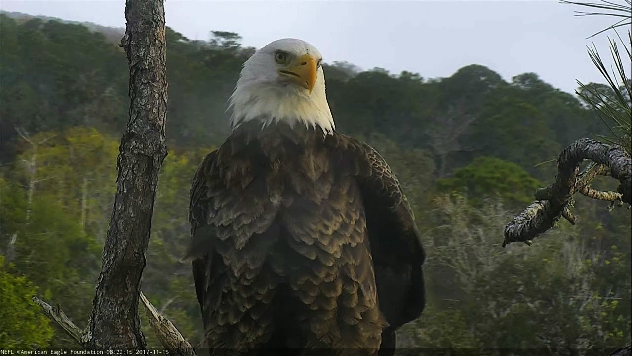 AEF-NEFL Eagles ~ There's a Brood Patch in There Somewhere ~ 11·15·17 ...