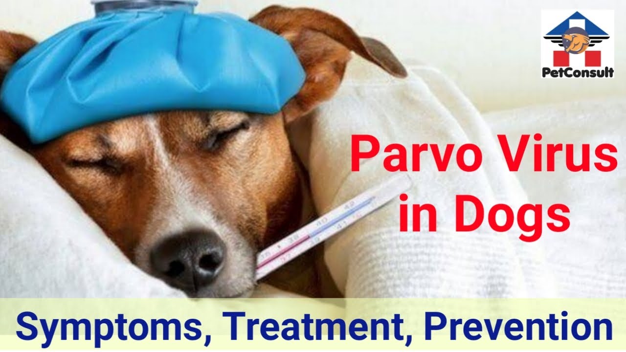 Parvo dog virus| Parvo Symptoms in puppies| Puppy Parvo Treatment ...