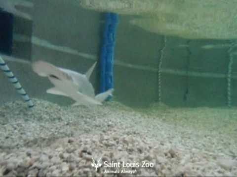 Underwater look at sharks and stingrays at Saint Louis Zoo - YouTube
