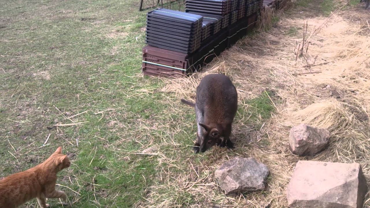 Kangaroo VS. cat fight - YouTube