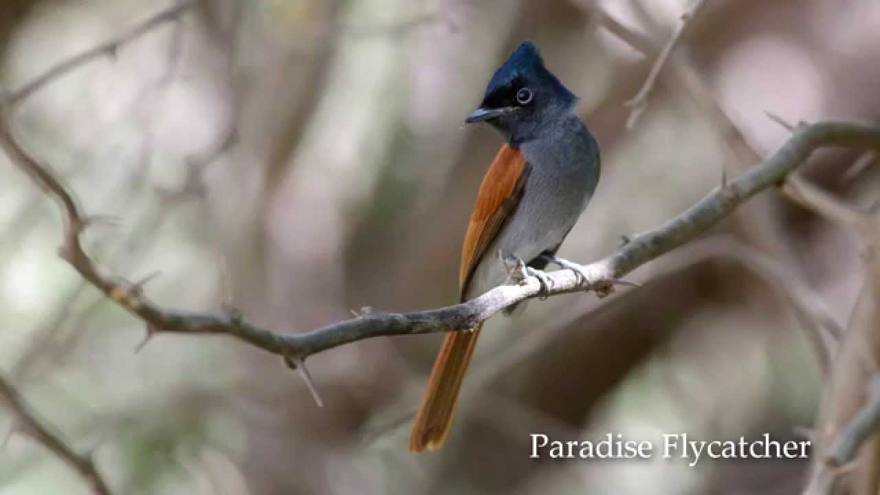 Birding Oman - YouTube