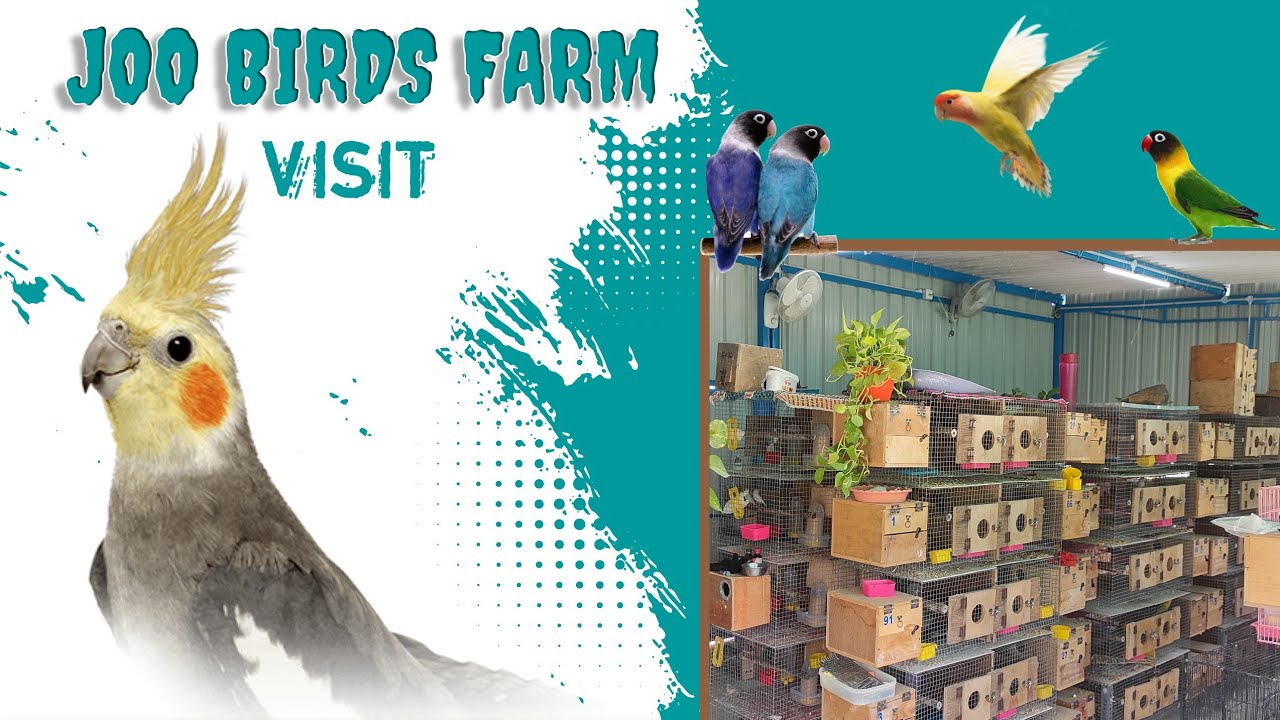 Birds farm in erode | Joo birds farm | Erode | Petfeeder - YouTube