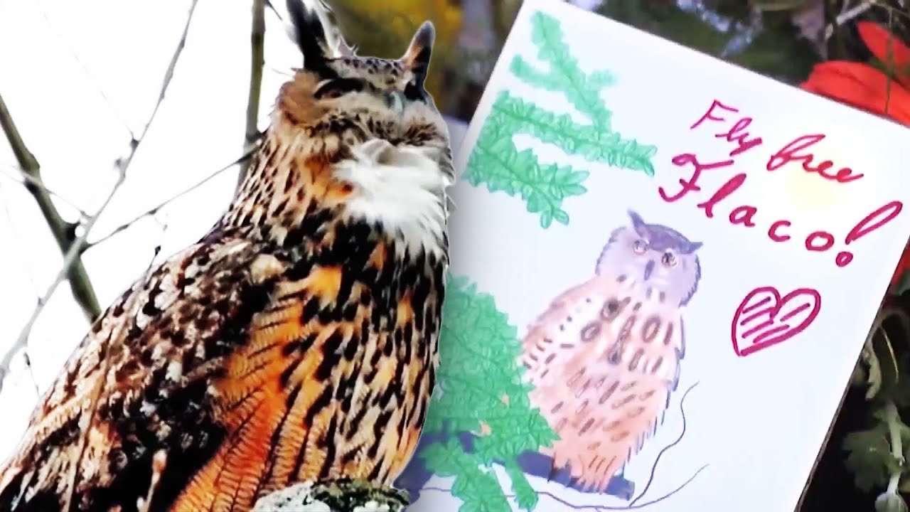 Flaco the Owl Remembered During Memorial Service - YouTube