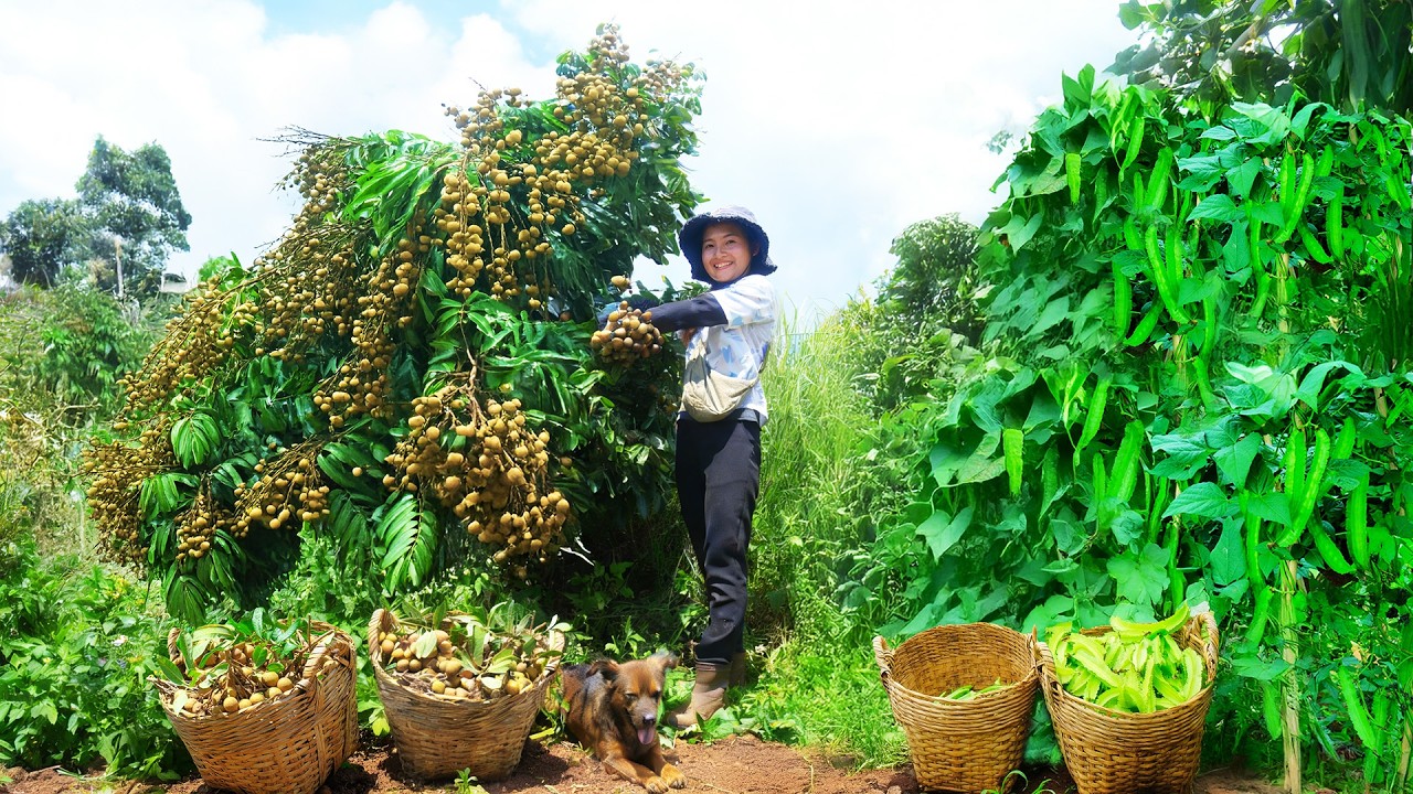 Harvest Longan To Sell At The Market – Peaceful Farm Life: Cook, Plant ...