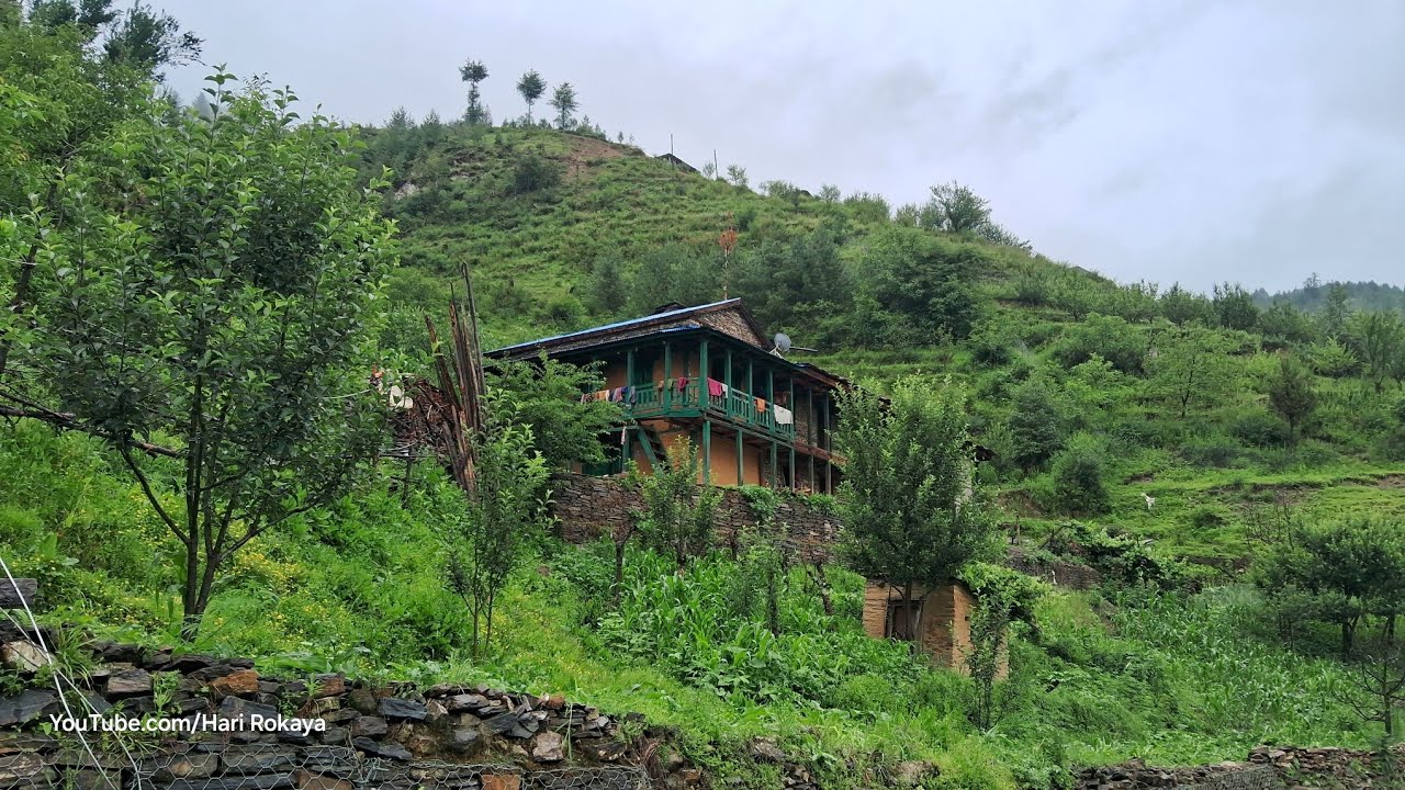 This is Himalayan Village Life || Beast Compilation Video in Rainy Time ...