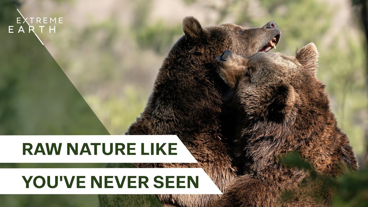 The Truth About Predators, Prey, and Survival | Raw Nature - YouTube