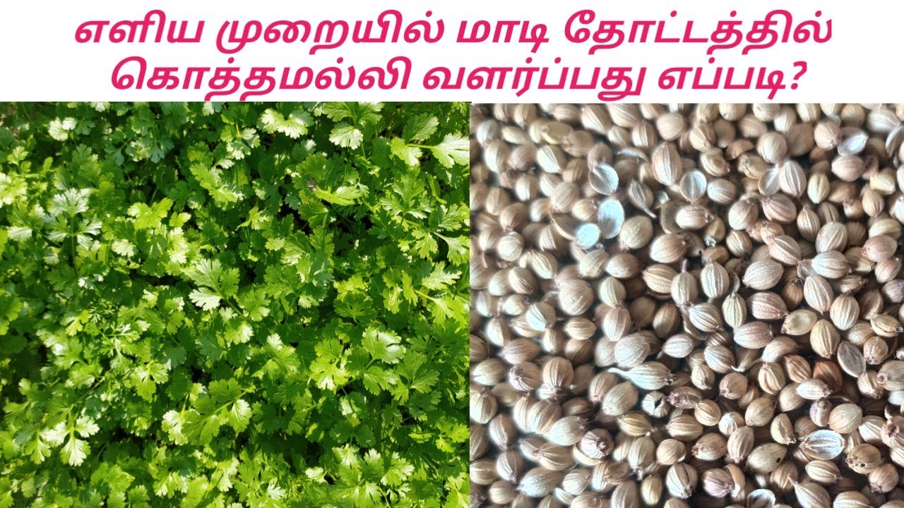 Growing Coriander in Terrace Garden/மாடி தோட்டம் கொத்தமல்லி வளர்ப்பு ...