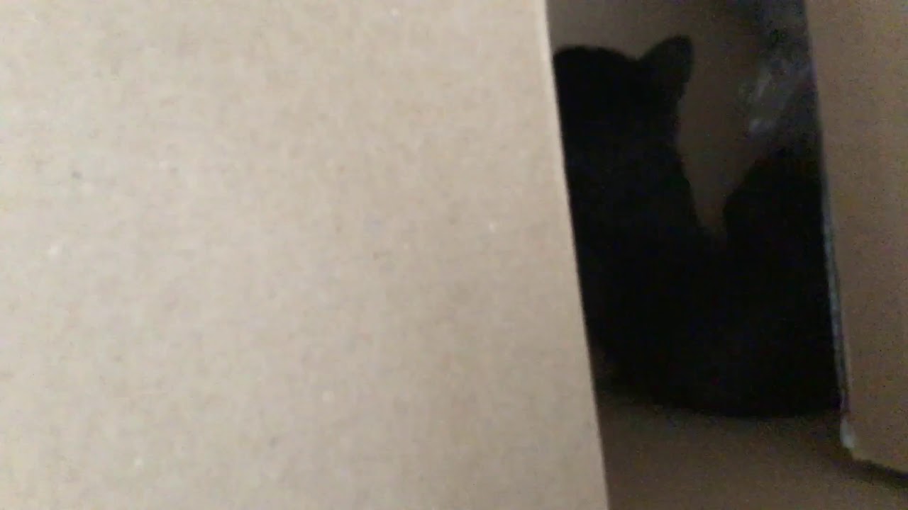 A cat in a box Episode 1 - YouTube